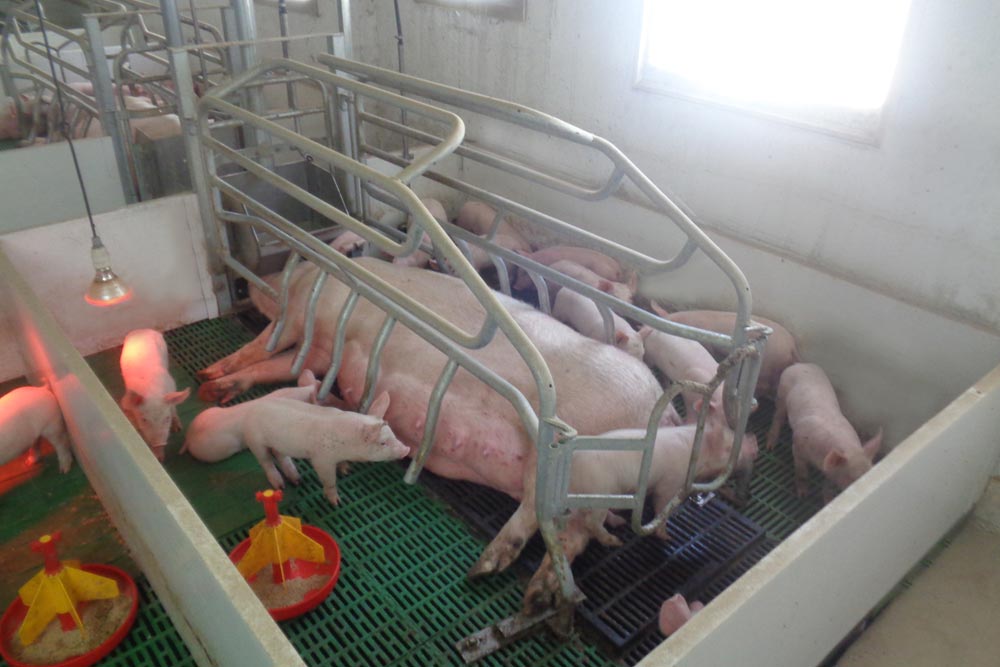 COMBI-Floor - paridera